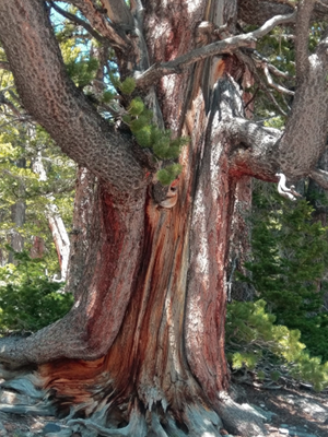 The oldest living thing, the story of killing Prometheus - travelore
